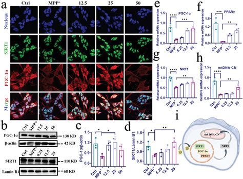 Csc Nps Ameliorated Mpp⁺ ‐induced Mitochondrial Dysfunction Through The Download Scientific