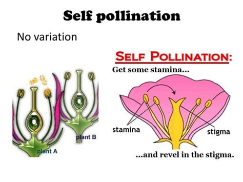 Pmr Form 3 Science Chapter 4 Plant Reproduction