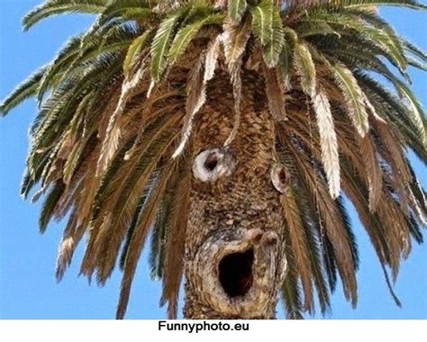 Pin By Julian Crosby On Trees Tree Faces Weird Trees Funny Baby Images