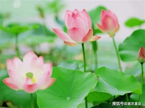 进入12月底，4属相贵人相助，财源广进，事业顺利，生活如鱼得水生肖发展财富