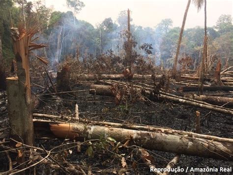 Número de alertas de desmatamento na Amazônia Legal é o º pior em anos Natureza e Conservação