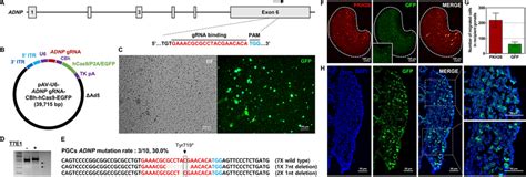 Crisprcas9 Mediated Gene Targeting Using The Adenovirus Mediated