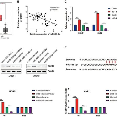 Sox9 Is The Downstream Target Gene Of Mir 485 3p A The Expression