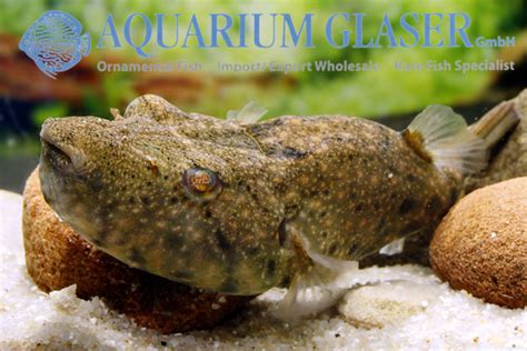 Pao Suvattii Tetraodon Suvattii Aquarium Glaser Gmbh