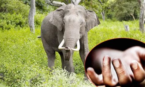 झापामा जङ्गली हात्तीको आक्रमणबाट फेरि एकजनाको मृत्यु