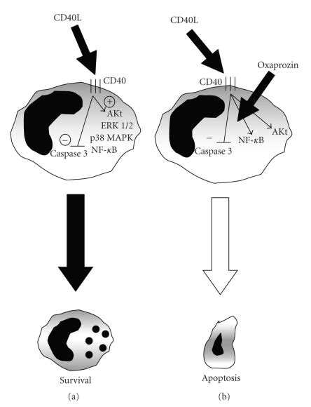 A Cd40l Induced Monocyte Survival Is Associated With Akt Erk 12