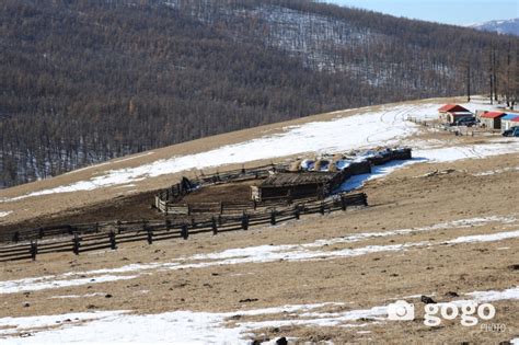 Хэнтий Сүхбаатар аймгийн өвөлжилтийн бэлтгэл 81 91 хувь байна