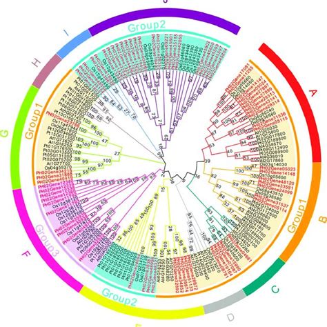 Phylogenetic Analysis Of Tlps At Arabidopsis Thaliana Os Oryza