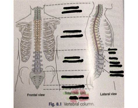 Vertebral Column Divisions Quiz