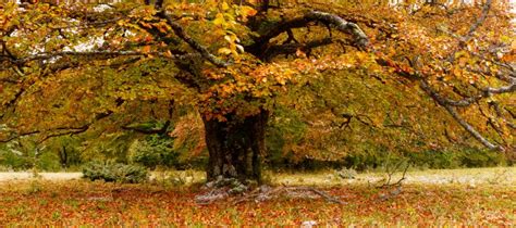 Beech Trees Spotlight Uk