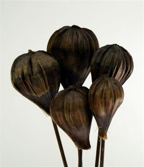 5pc Natural Nipa Pods On Stems Curly Twigs Branches Centerpiece Decor
