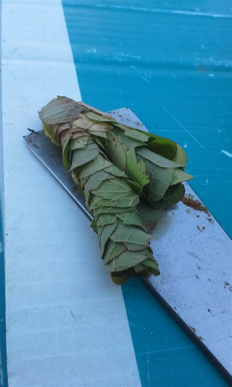 The Bee Journal Leaf Cutter Bee Nest