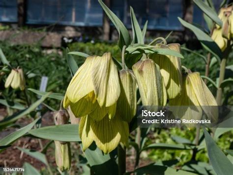 시베리아 Fritillary 는 옅은 노란색을 띠고 종 모양의 꽃을 끄덕이며 공원에서 희미하게 체크 무늬가 갈색을 띤 붉은 꽃을