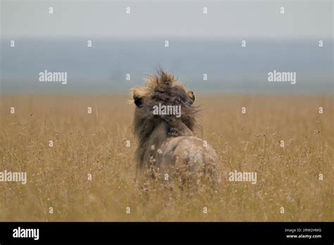 Male Lion Black Rock Boy Lorkulup Standing In Savannah Looking Out