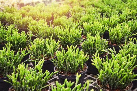 10 Rhipsalis Varieties To Grow In Australia Ultimate Backyard