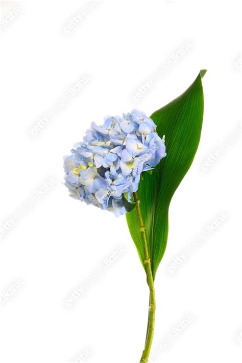 Hydrangea Macrophylla 이미지 A10446686 게티이미지뱅크