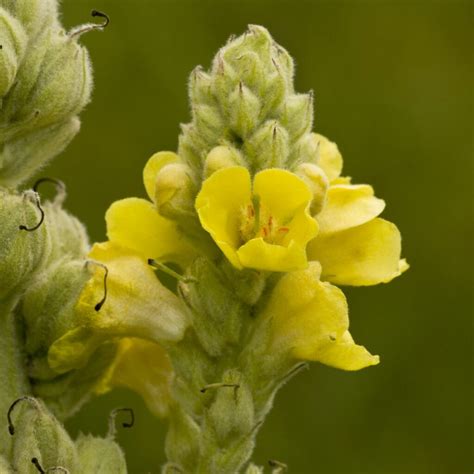 Wild Parsnip Plantlife