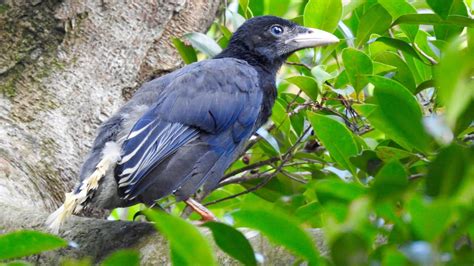 台灣 鳥類與昆蟲 自然觀察記錄 台灣藍鵲長尾山娘 Urocissa Caeruleataiwan Blue Magpie