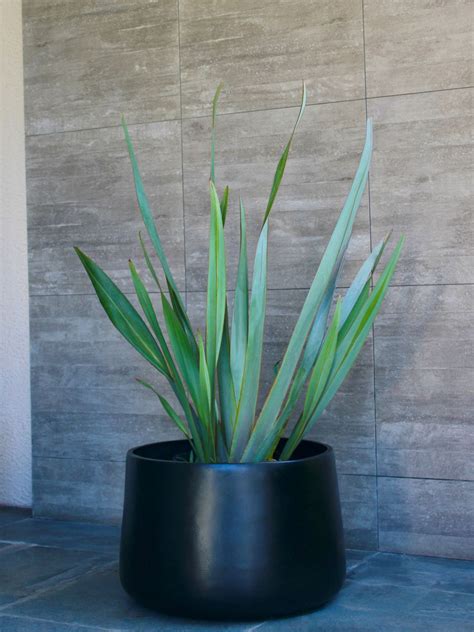 Plantas De Exterior Plantme Chile