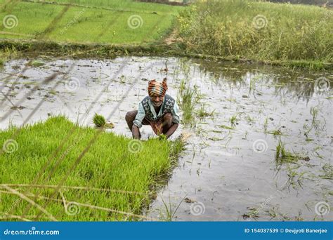 Indian Farmer Works In West Bengal Paddy Field Replanting Rice Plant