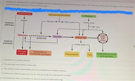Answered Consider The Diagram Of The Central Metabolic Pathways Of