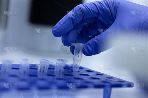 聚合酶链反应 Pcr 琼脂糖凝胶电泳是一种用于生物化学、分子生物学、遗传学和临床化学实验室的凝胶电泳