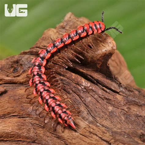 Pink Dragon Millipede Desmoxytes Planata For Sale Underground Reptiles