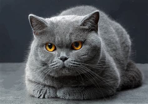 Gato Cinza Descubra Quais Raças Possuem Essa Cor