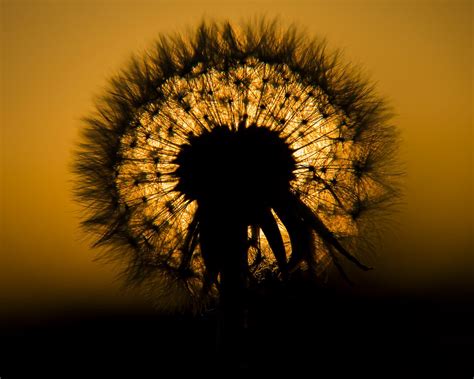 Download Wallpaper 1280x1024 Dandelion Fluff Silhouette Dark