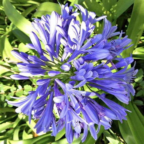 Agapanthus Headbourne Hybrids Urban Jungle Plant Nursery