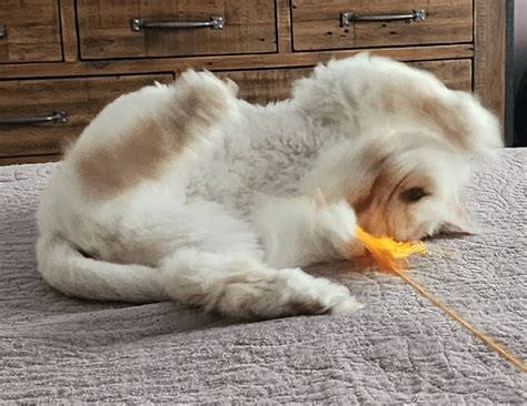 Bimpy Loves Her New Toy R Persiancat