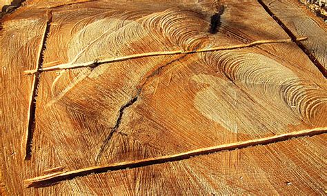 40 Natural Tree Stump Texture To Spice Up Your Design Naldz Graphics