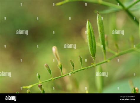 Andrographis Paniculata Burm F Nees Generally Known As King Of Bitters This Plant Has Been