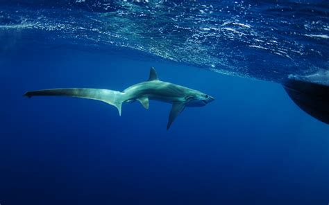 The Best Diving Destinations By Month Annual Scuba Calendar