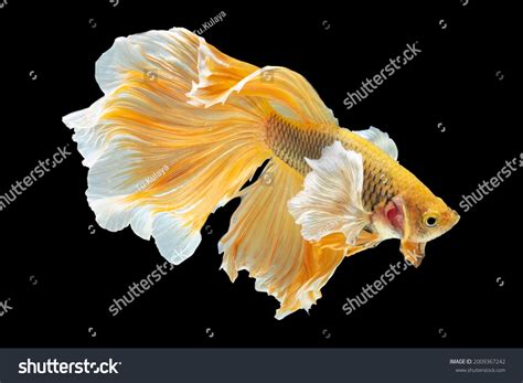 Yellow Fighter Fish
