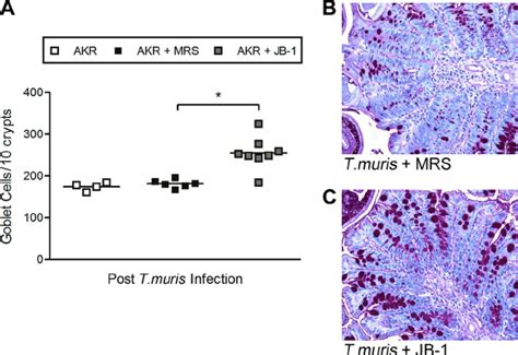 Intestinal Goblet Cell Responses After Live Bacterial Treatment In