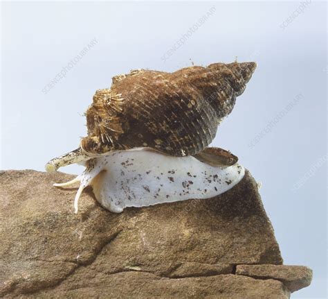 Common Whelk Stock Image C0516746 Science Photo Library