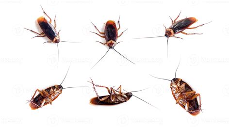 Cockroach Of Front And Back On Isolated White Background Cockroach Is