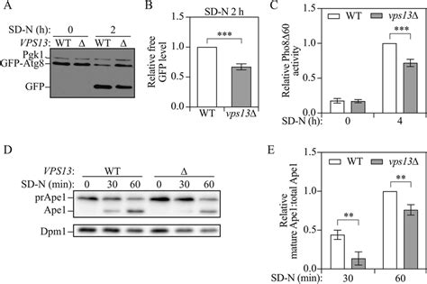 Vps13 Is Important For Efficient Autophagy A Protein Extracts Were