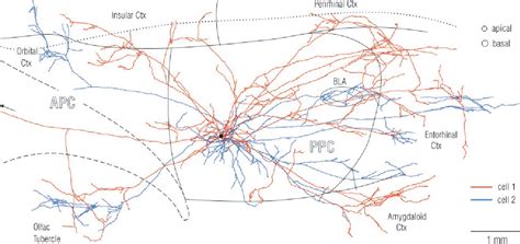 Figure 2 From New Features Of Connectivity In Piriform Cortex Visualized By Intracellular