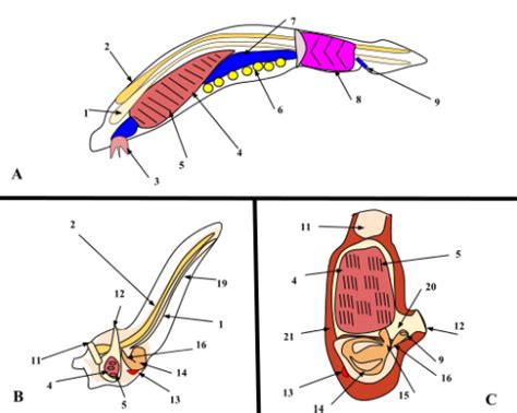 10 Facts About Chordates Fact File