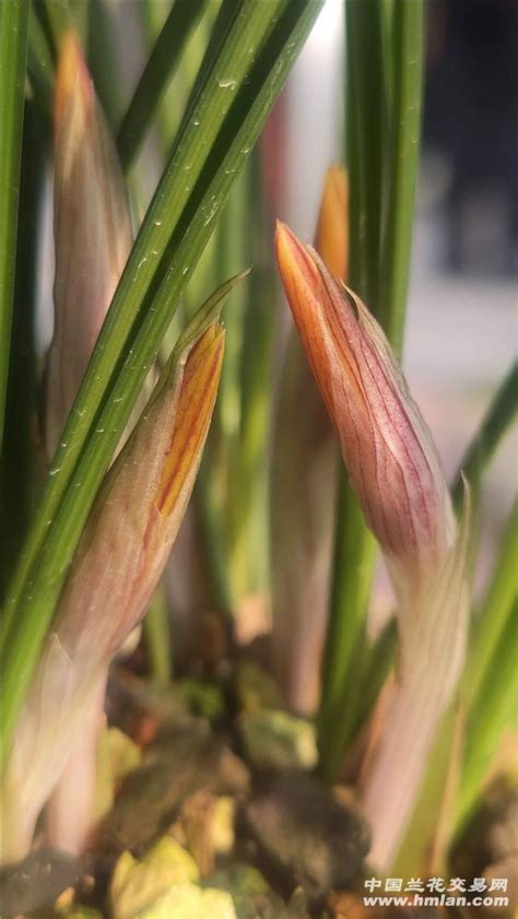 朱金花 春兰篇 兰花交易网论坛