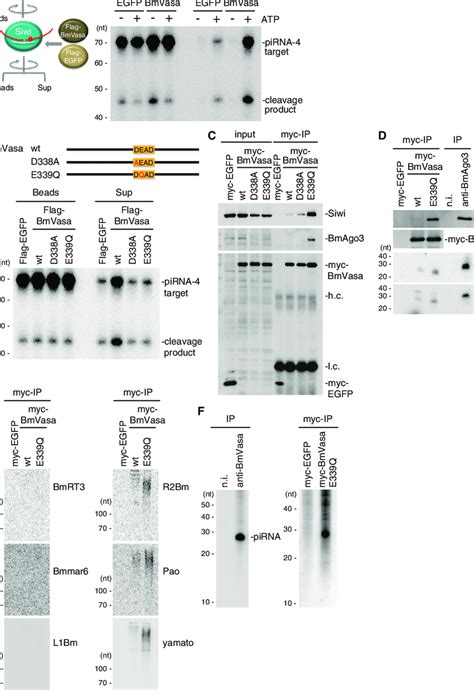 The Rna Unwinding Activity Of Bmvasa Plays A Role In Releasing The