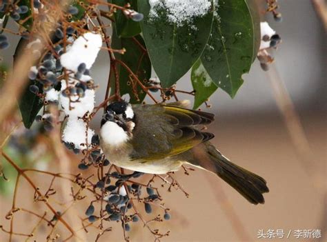 阜陽大雪後每隻白頭翁嘴裏都有一粒冬青籽 每日頭條