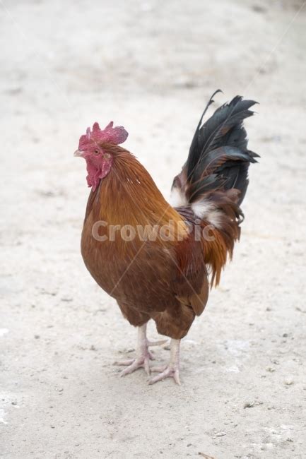 닭 토종닭 암닭 암탉 수탉 사진 이미지 일러스트 캘리그라피 자몽 디자인작가