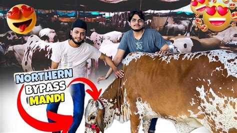Khoobsurat Janwar Ka Soda 🐂😍 Northen Bypass Mandi Mein🤩😍 Youtube