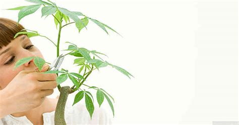 How Do I Grow Bonsai Tree Seeds Bonsai Tree Help