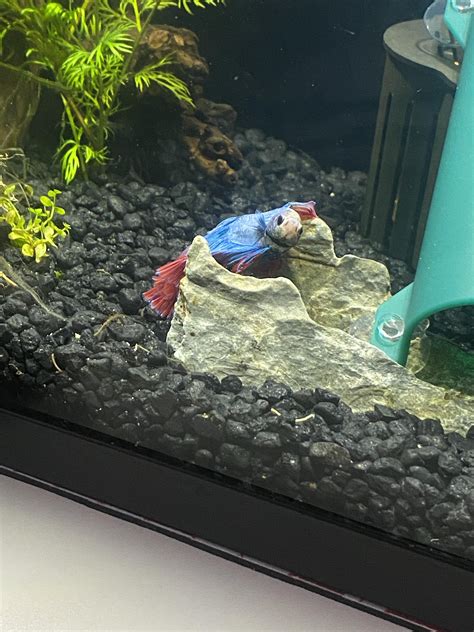 Buddy Has Been Like This All Day He Looks Miserably Bored And Has Been