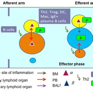 Summary Findings And Conclusion Tentative Scheme Of Cellular Traffic Download Scientific Diagram