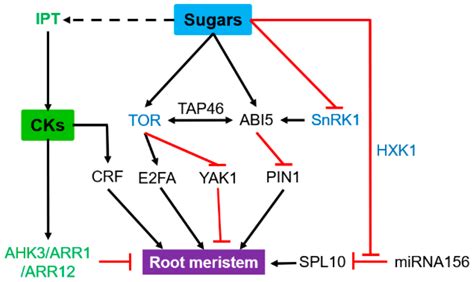 Convergence And Divergence Of Sugar And Cytokinin Signaling In Plant